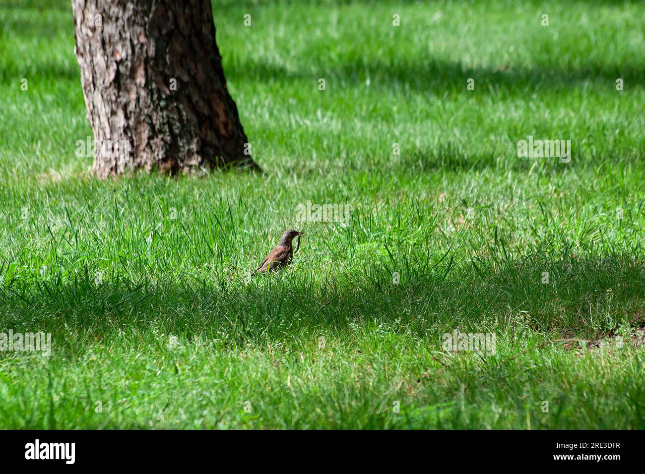 Turdus pilaris. Thrush fieldfare pulls out a worm for feeding. Thrush ...