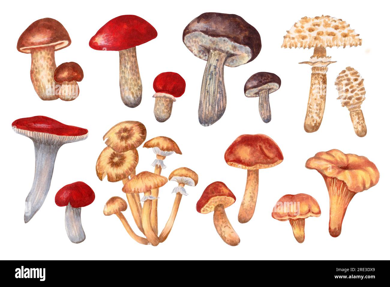 Autumn mushroom clipart. Collection of forest edible large and small ...