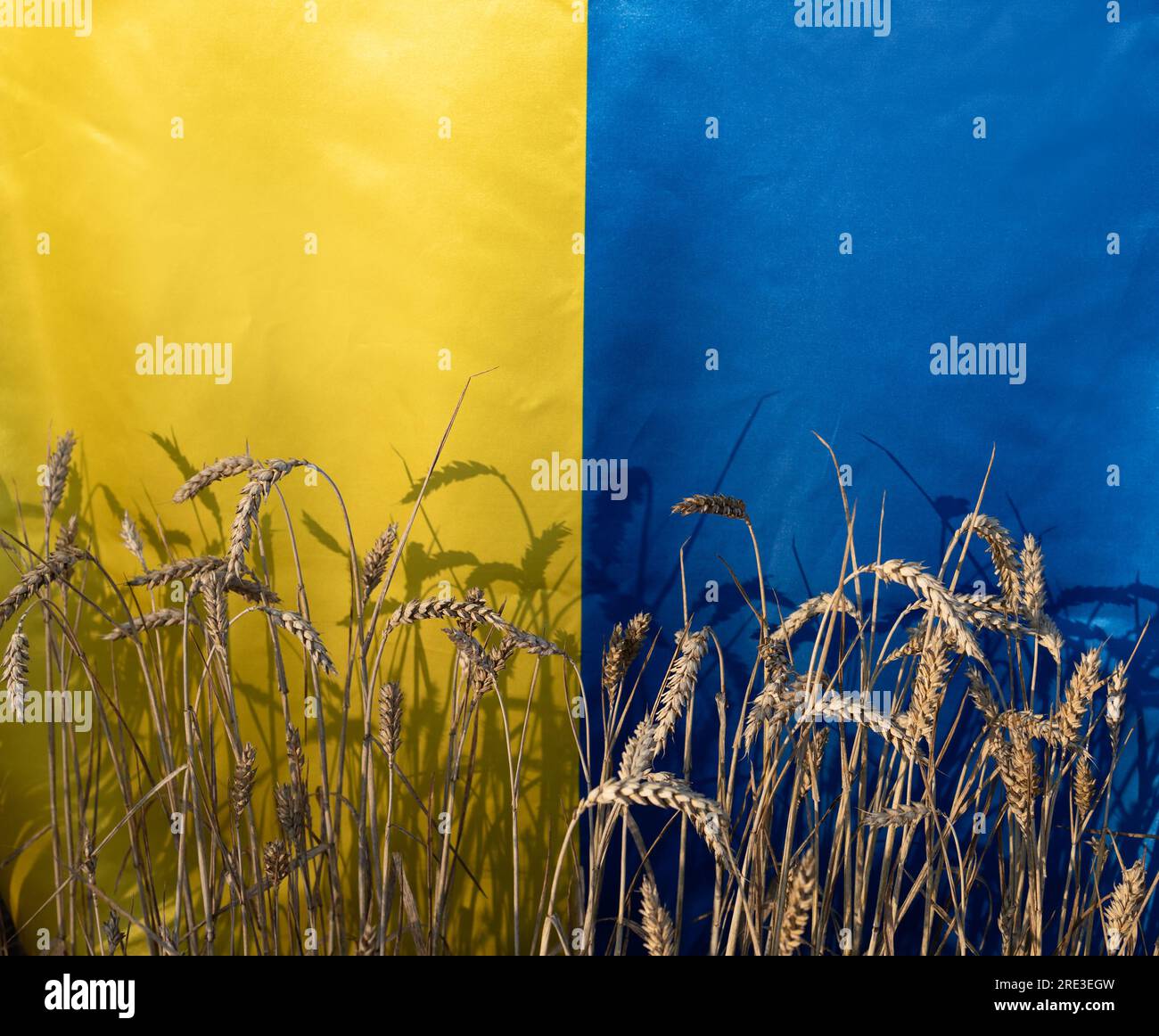 Ukrainian yellow-blue flag and ears of corn on wheat field, shadows ...