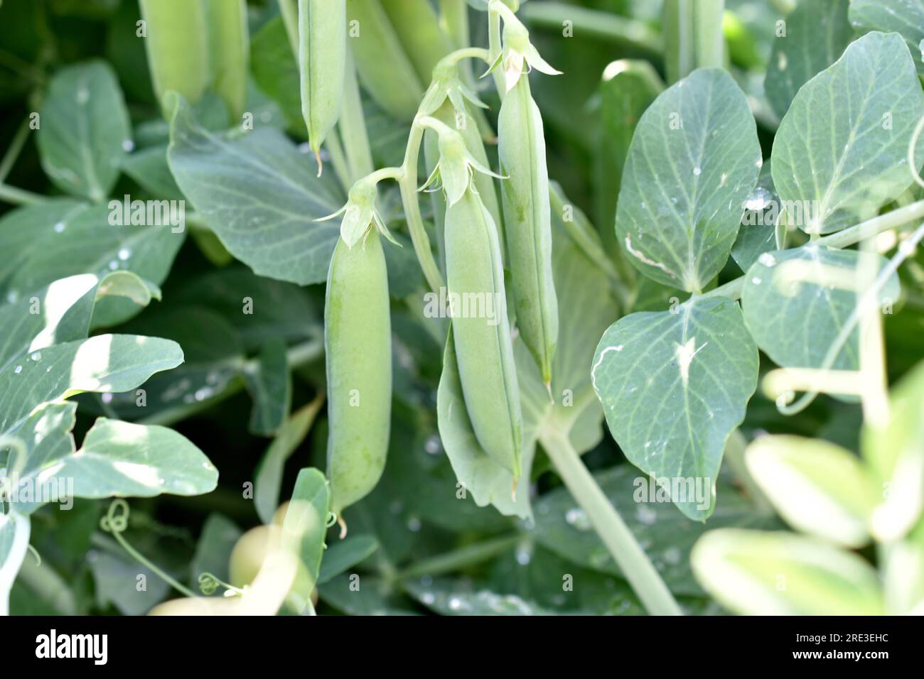 Large pods of fruit peas in the garden. Delicious peas in the garden ...