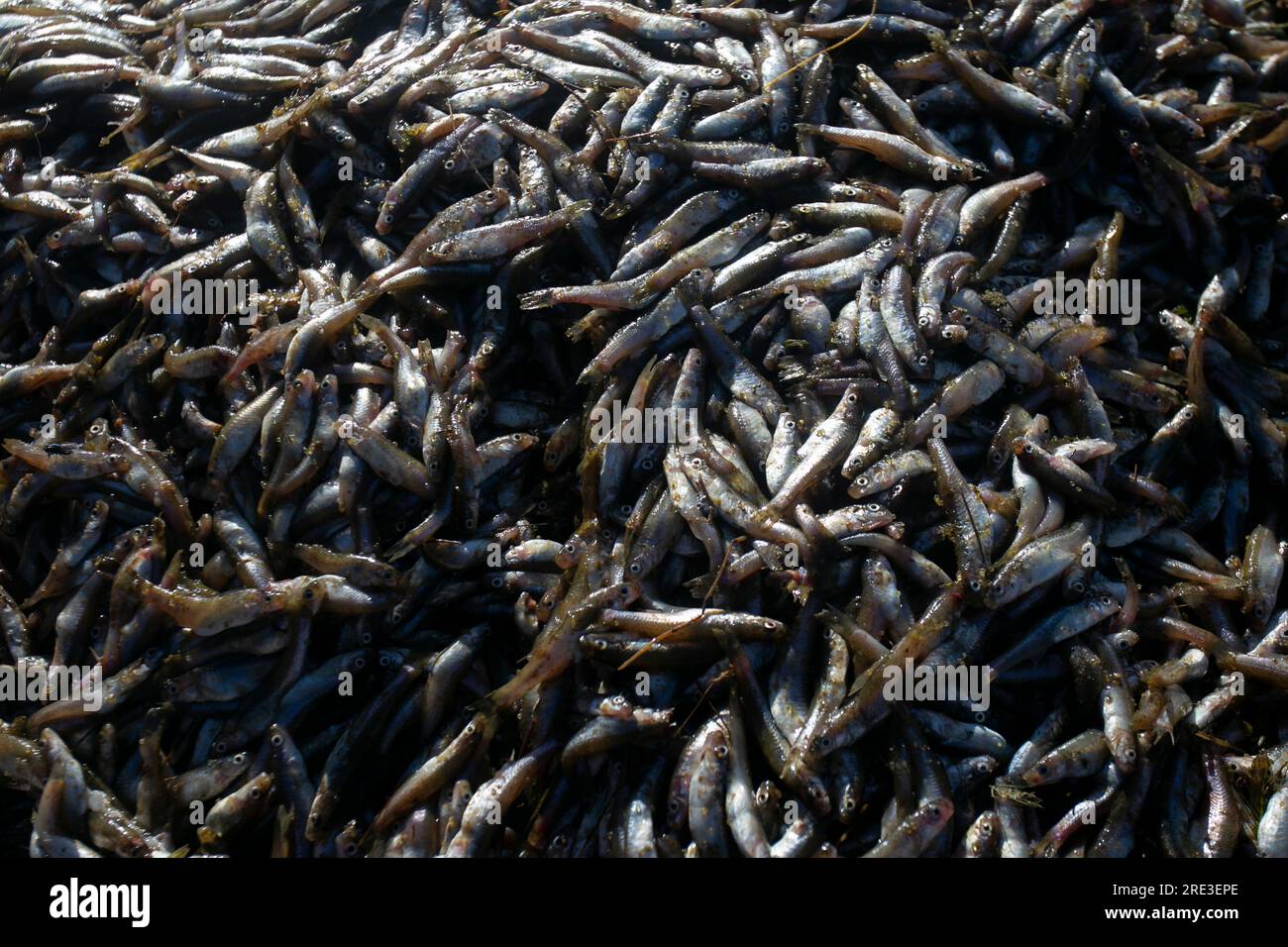 The Ispi is a type of small fish typical of Lake Titicaca, they are ...