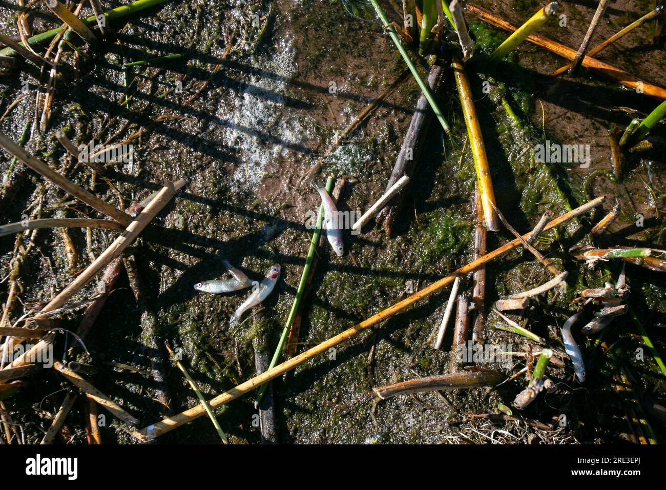 The Ispi is a type of small fish typical of Lake Titicaca, they are ...