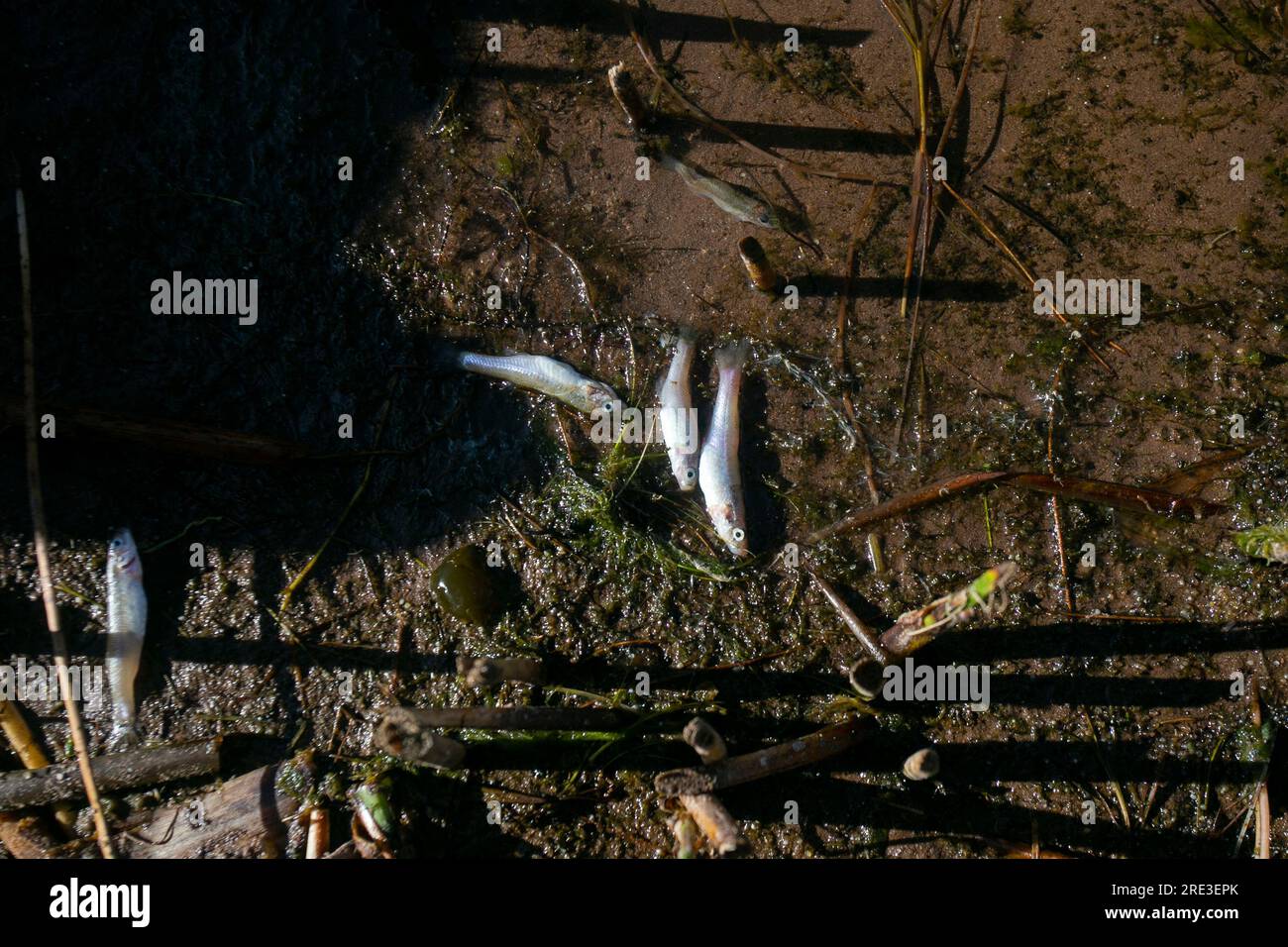 The Ispi is a type of small fish typical of Lake Titicaca, they are ...