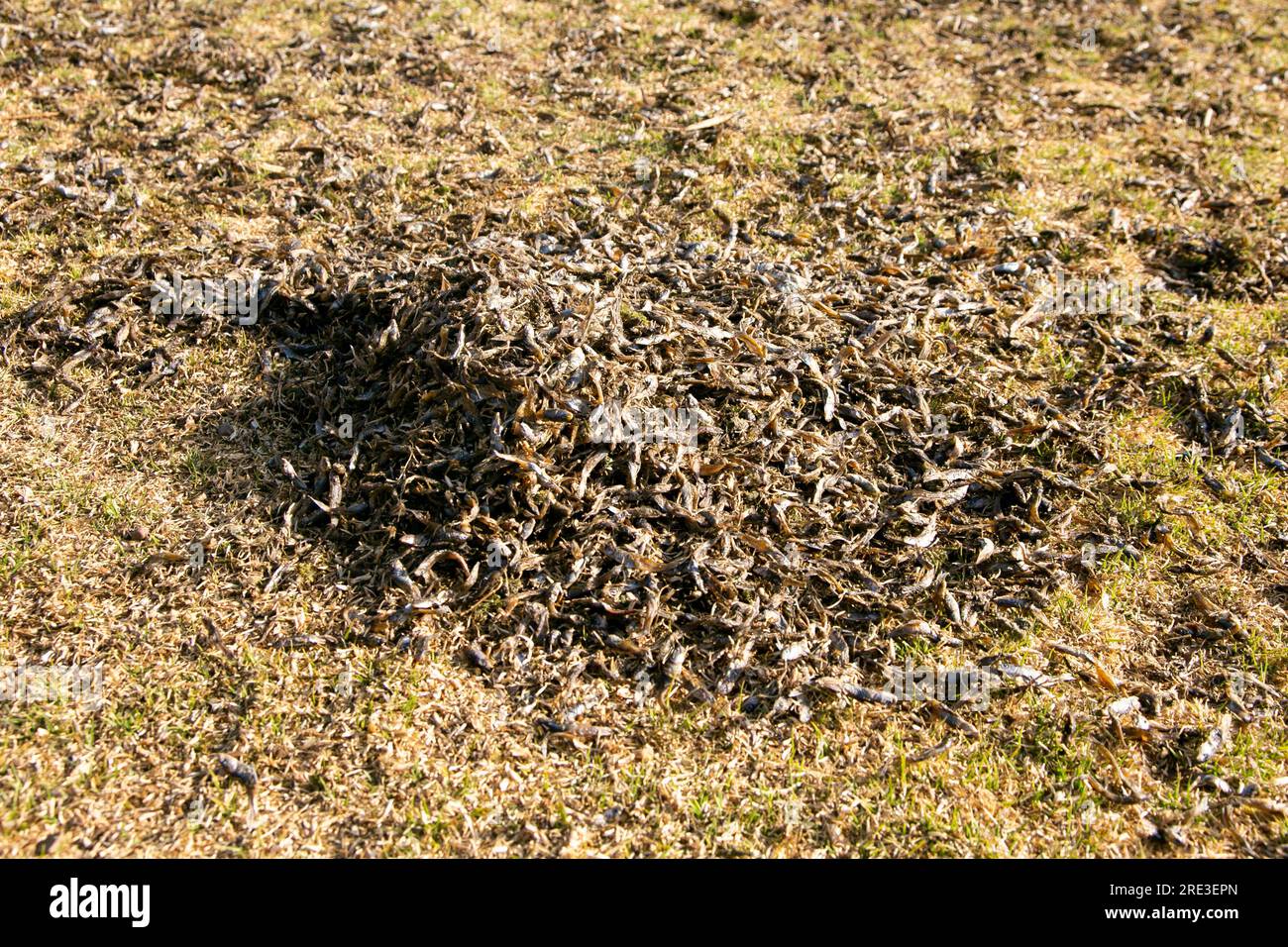 The Ispi is a type of small fish typical of Lake Titicaca, they are ...