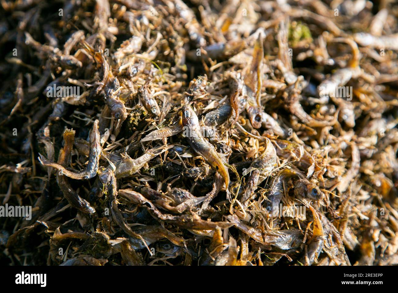 The Ispi is a type of small fish typical of Lake Titicaca, they are ...