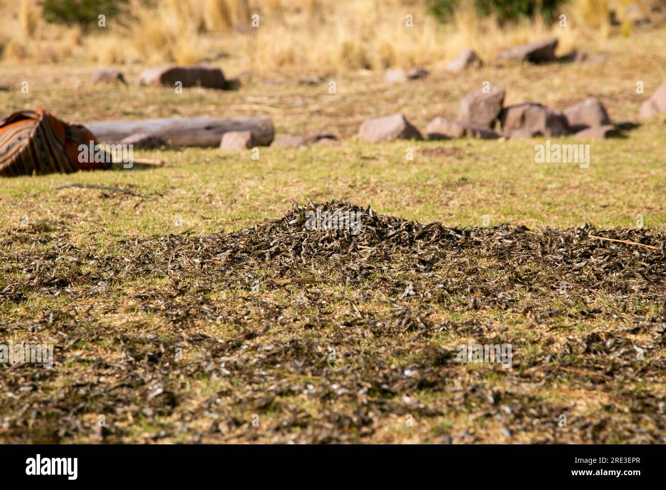 The Ispi is a type of small fish typical of Lake Titicaca, they are ...