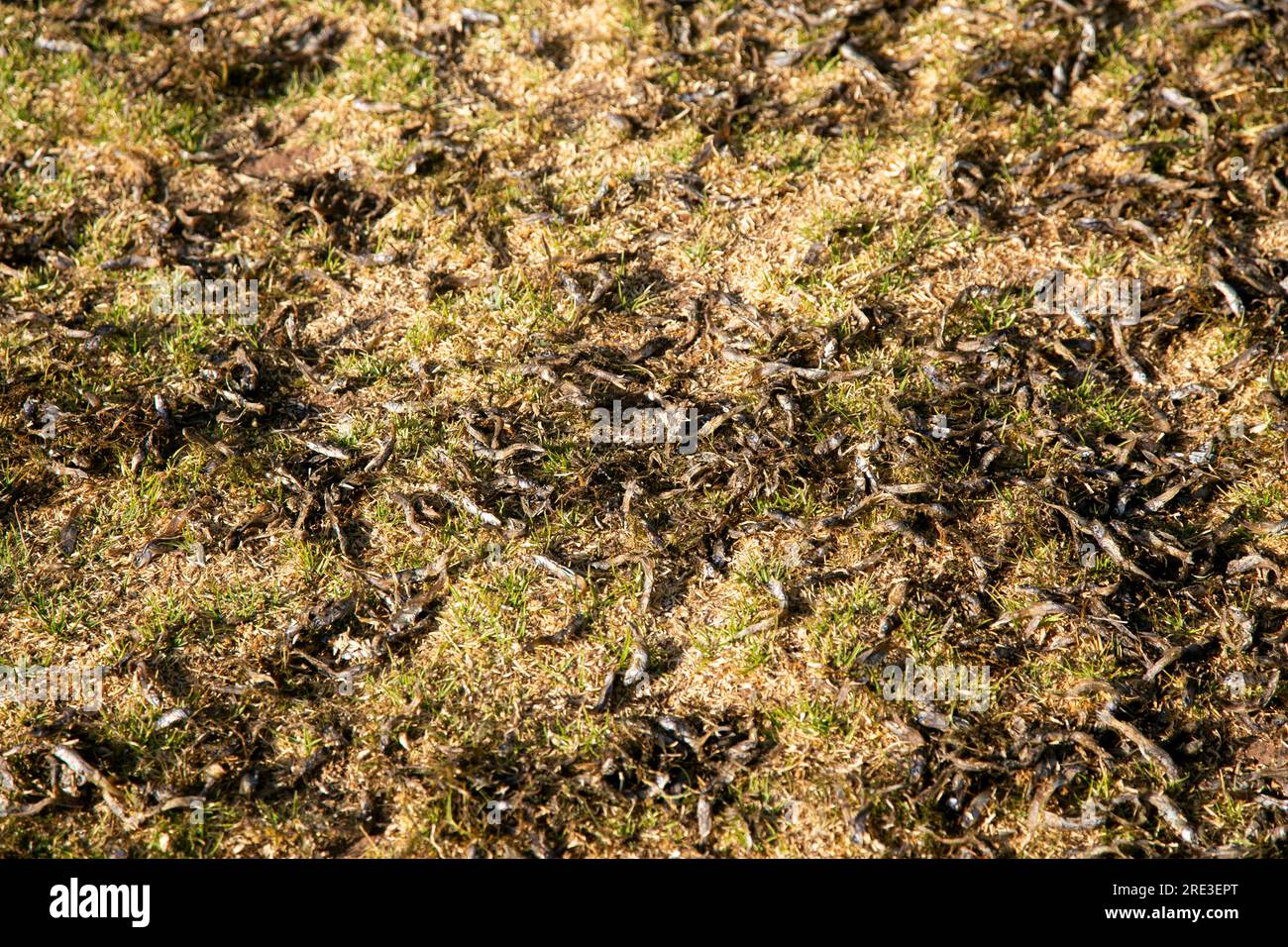 The Ispi is a type of small fish typical of Lake Titicaca, they are ...