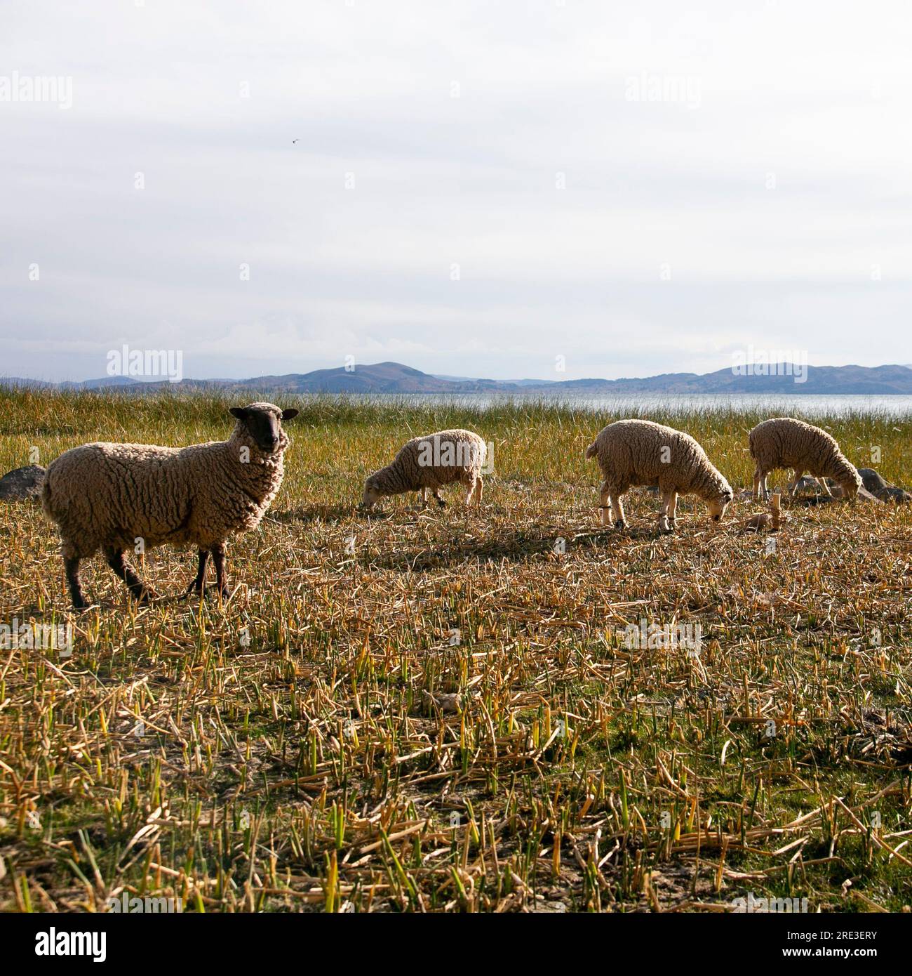Sheep grazing on the Llachón peninsula on Lake Titicaca in Peru Stock ...