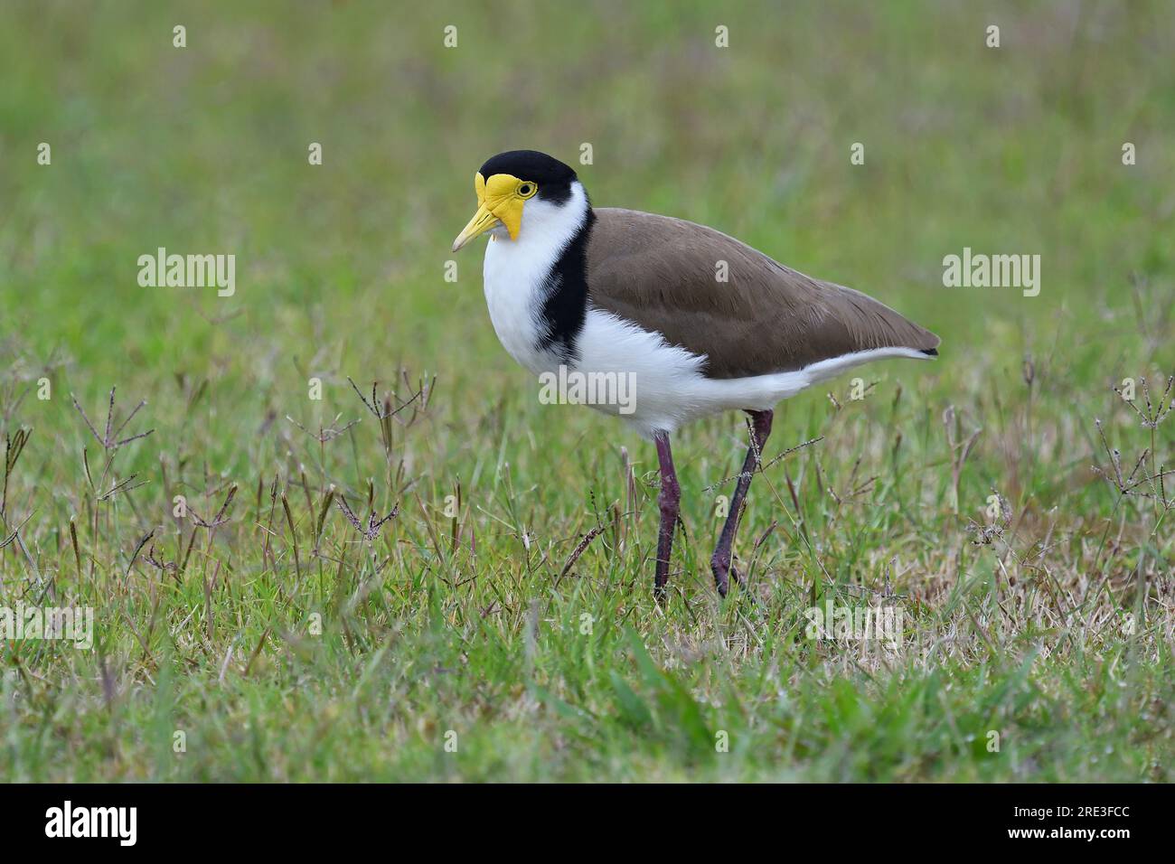 Australian ground dwelling bird hi-res stock photography and images - Alamy