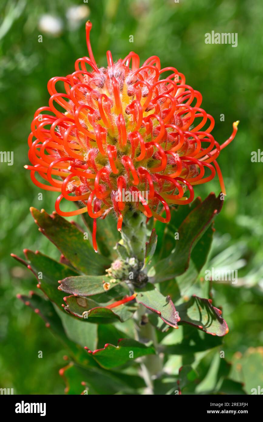 Colorful South African protea shrub with pincushion-like flowers and ...