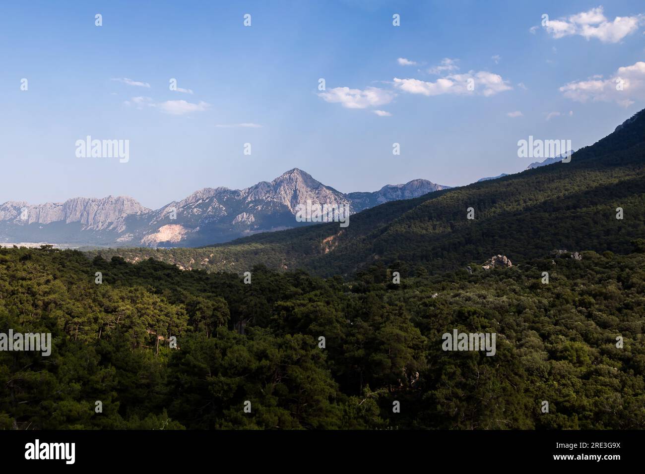 Rare and endangered Lebanese Cedar tree forest at the mountain. Antalya ...