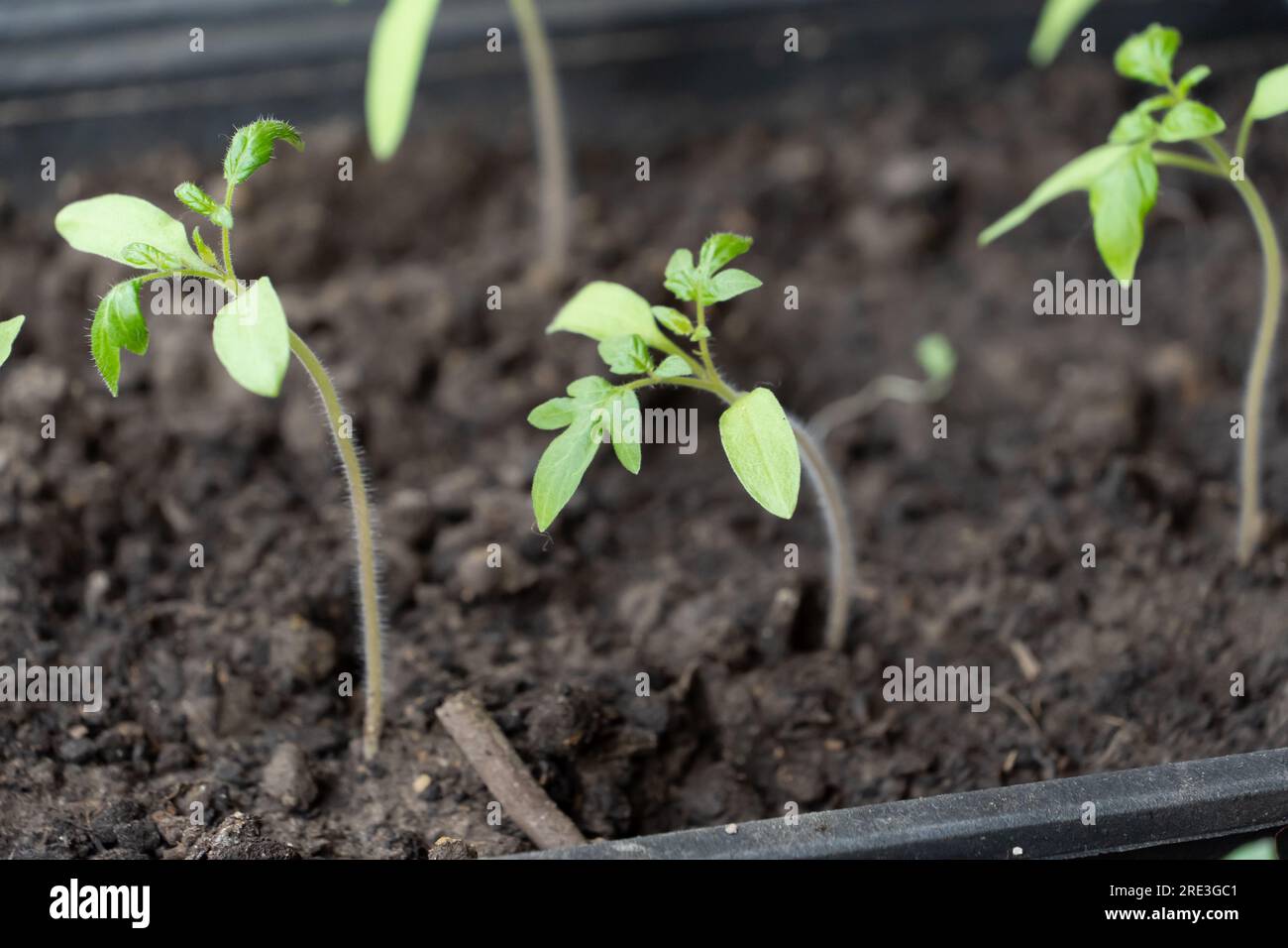 Green young seedlings of bell pepper, planted in the spring in the ...