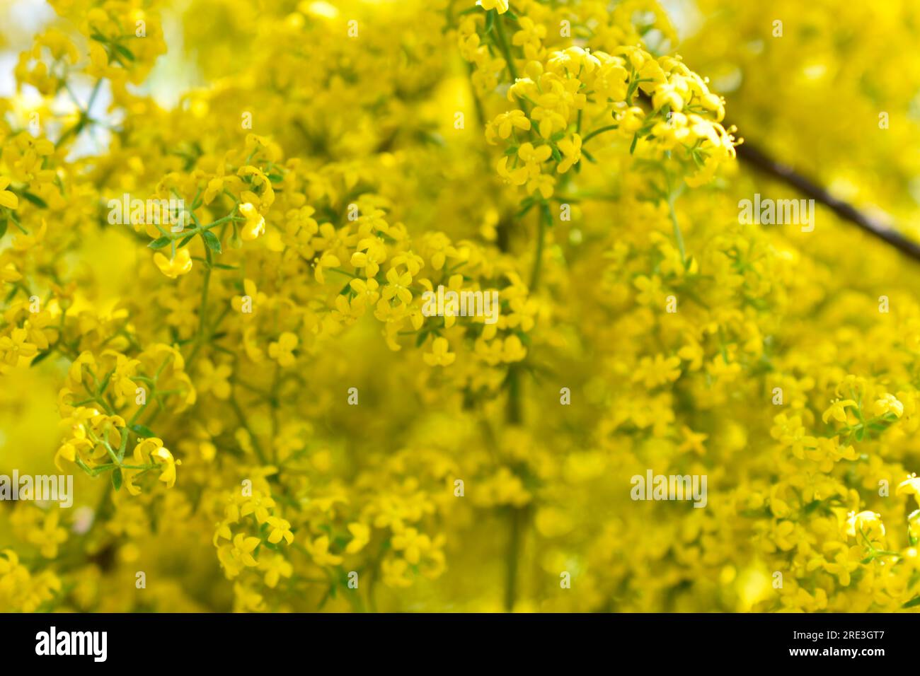 Yellow flowers of the bedstraw of the real Galium verum close-up ...