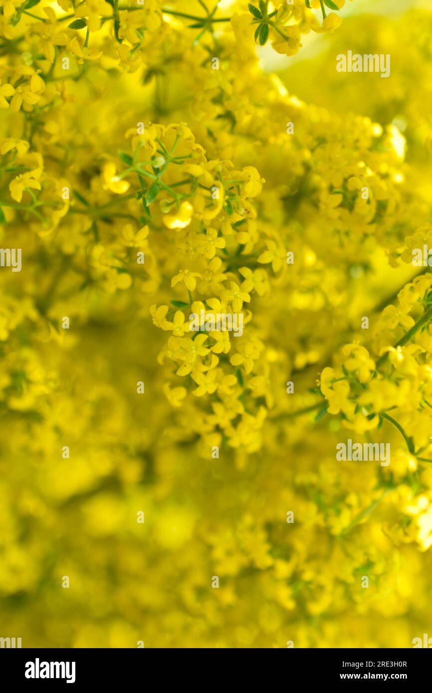 Yellow flowers of the bedstraw of the real Galium verum close-up ...