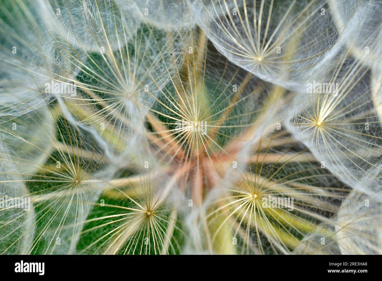 Giant dandelion close-up macro photo in summer afternoon. Beauty face ...