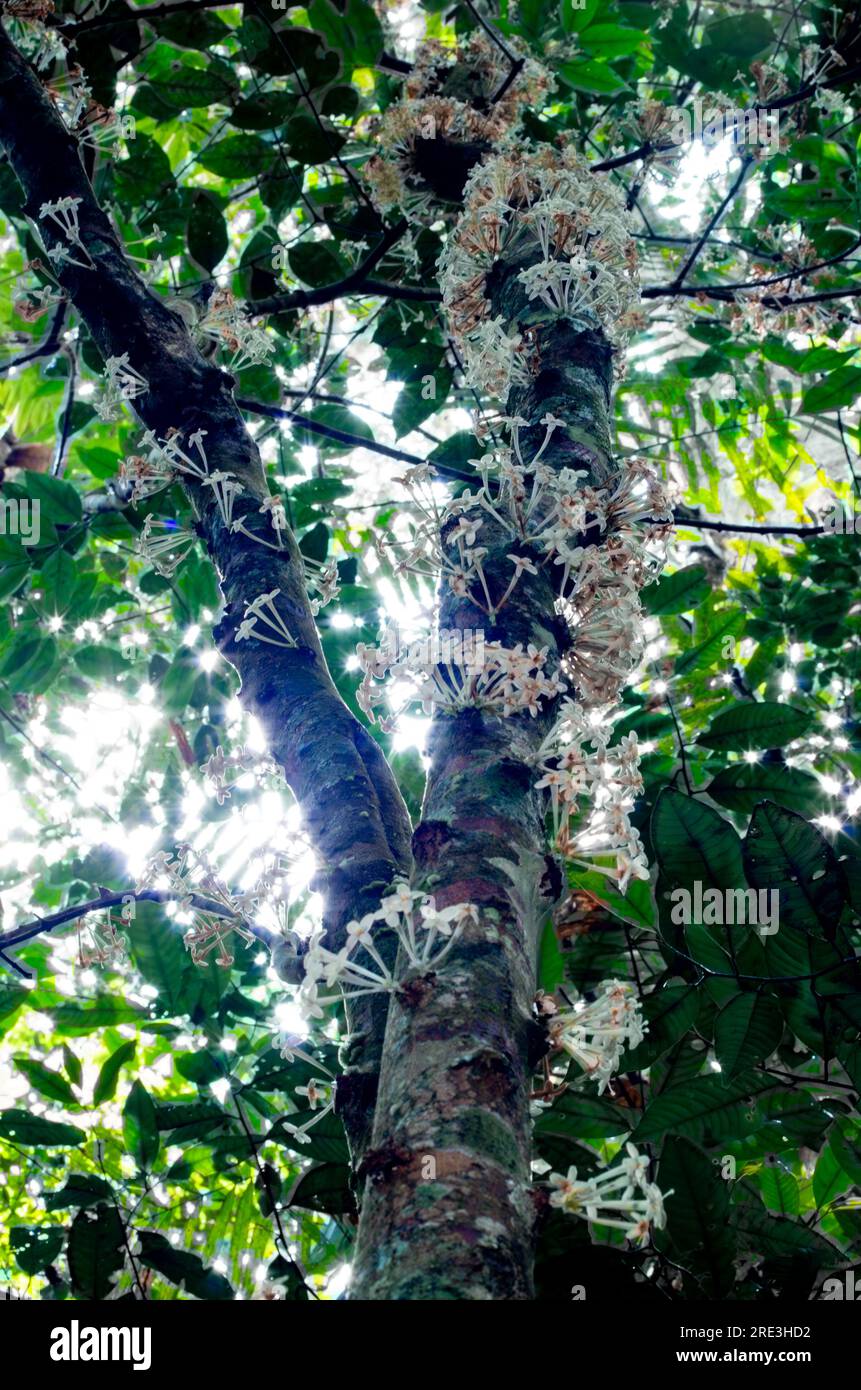 Scented phaleria hi-res stock photography and images - Alamy