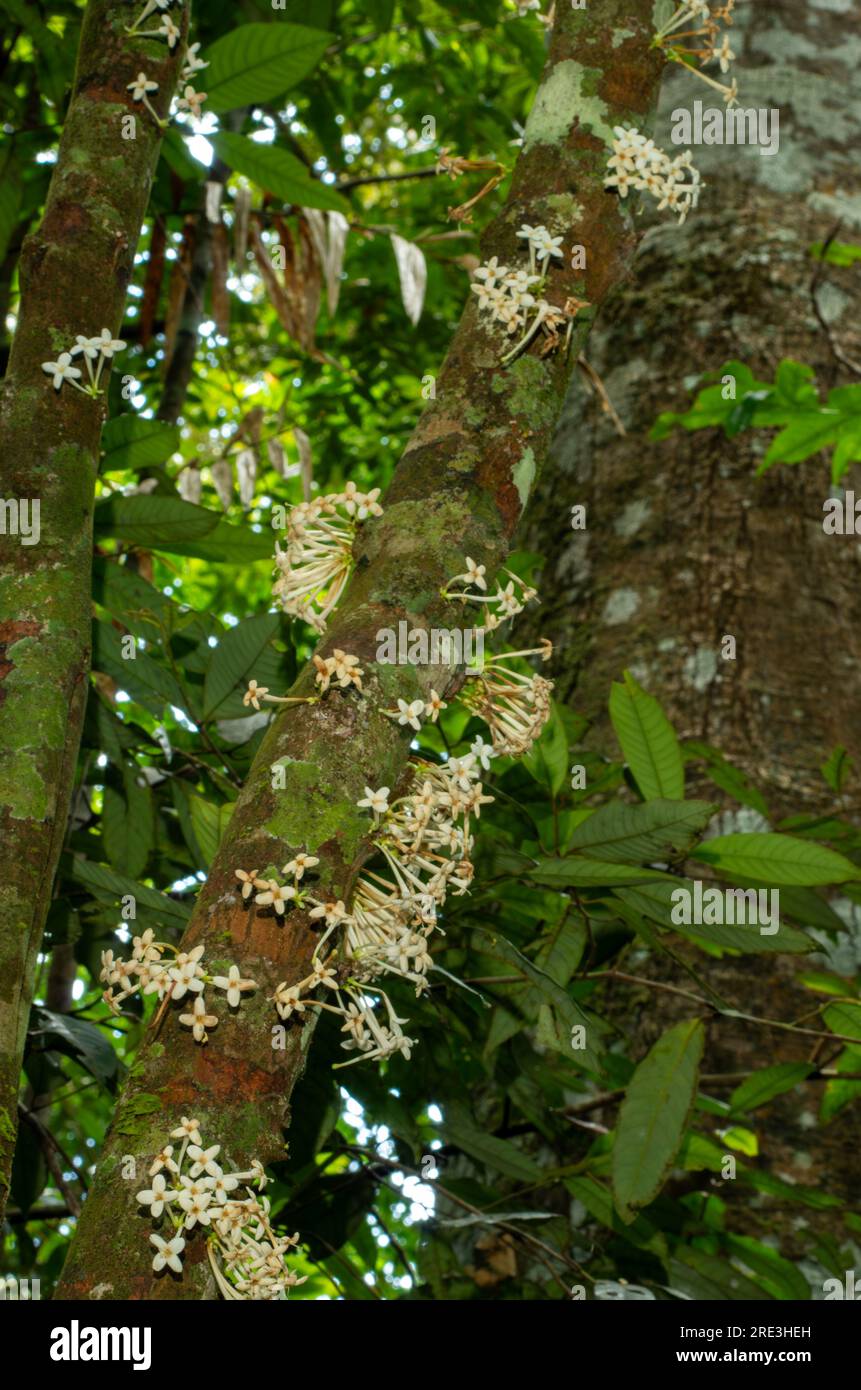 Phaleria clerodendron, scented daphne, scented phaleria, rosy apple ...