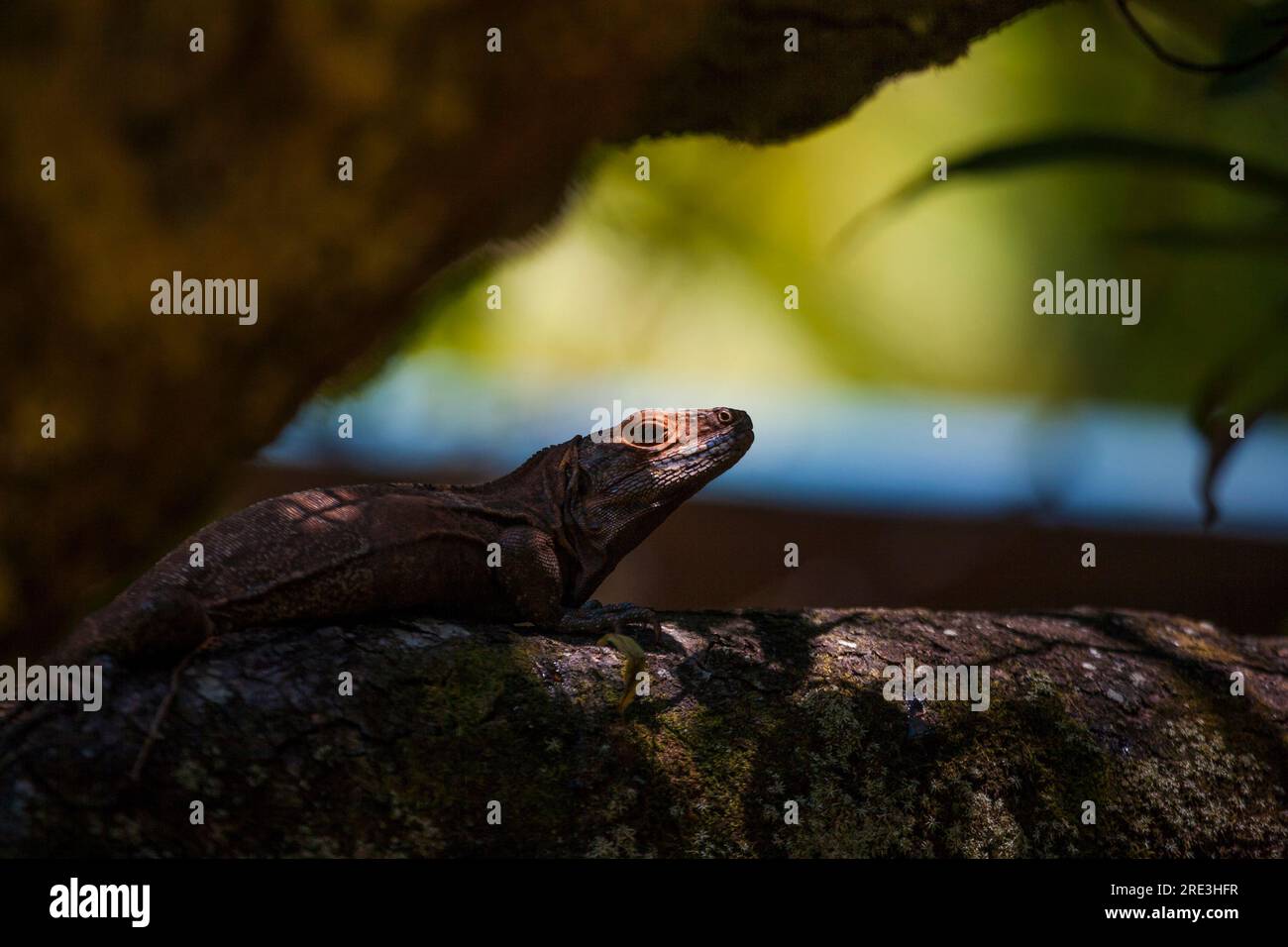 Sold 11 Ctenosaura Bakeri Faunaclassifieds