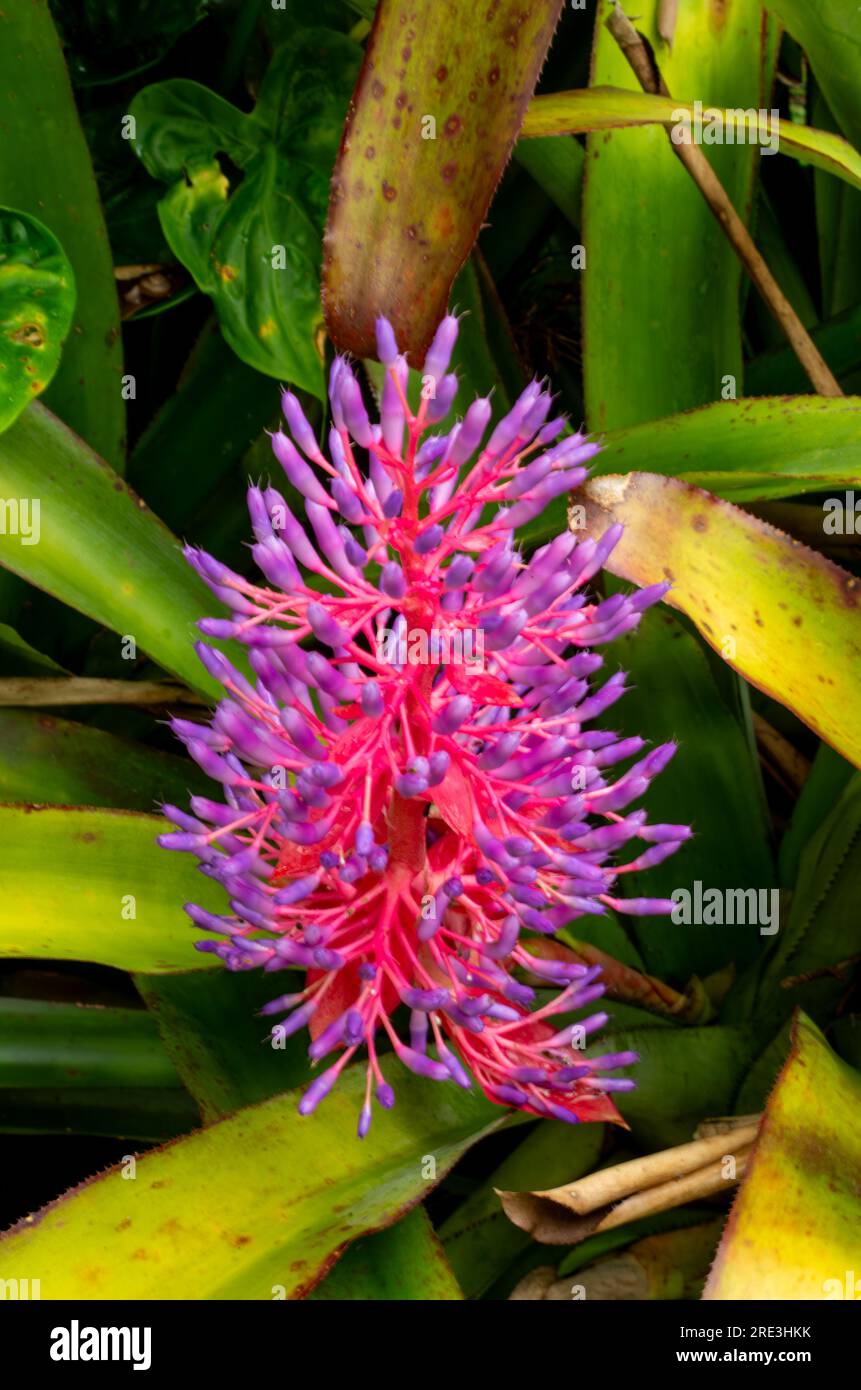 Portea alatisepala flower hi-res stock photography and images - Alamy