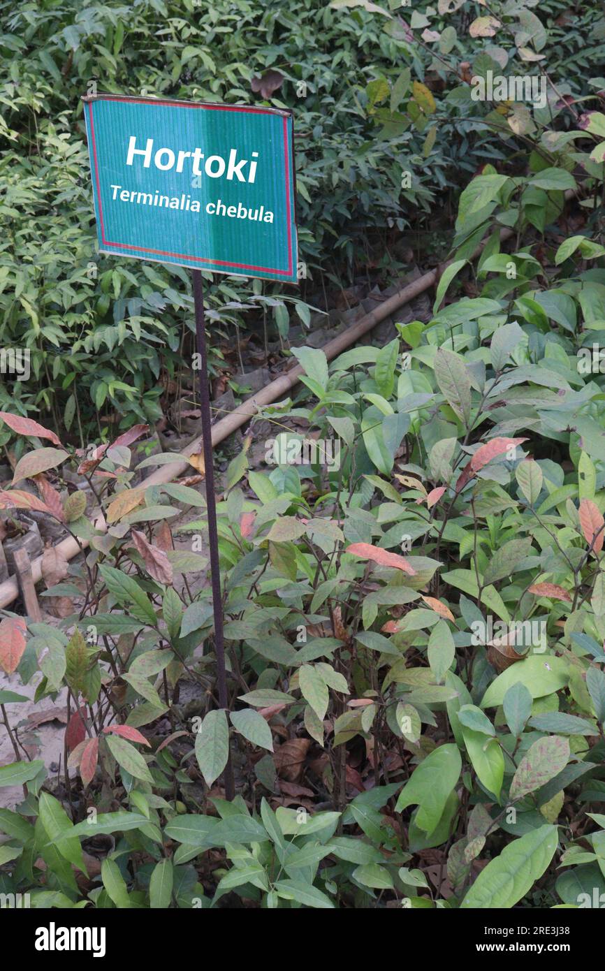 Terminalia chebula tree plant on farm for harvest are cash crops Stock ...