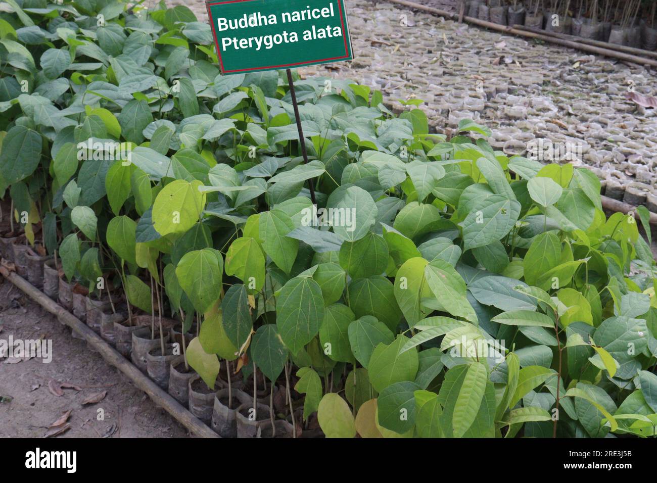 Pterygota alata tree plantation on farm for harvest are cash crops ...