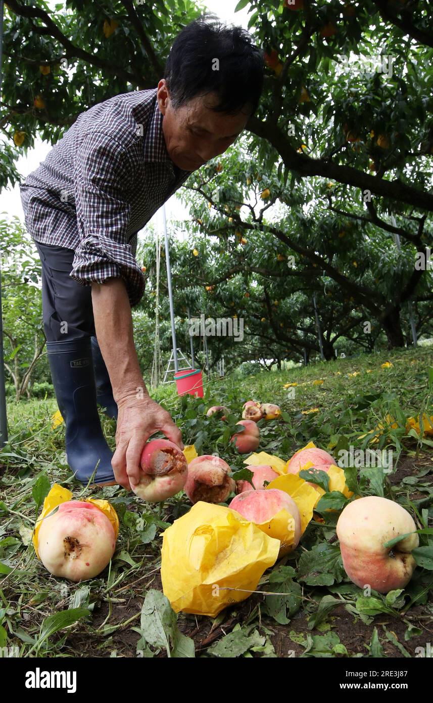 25th July, 2023. Fallen peaches A farmer collects peaches that fell ...