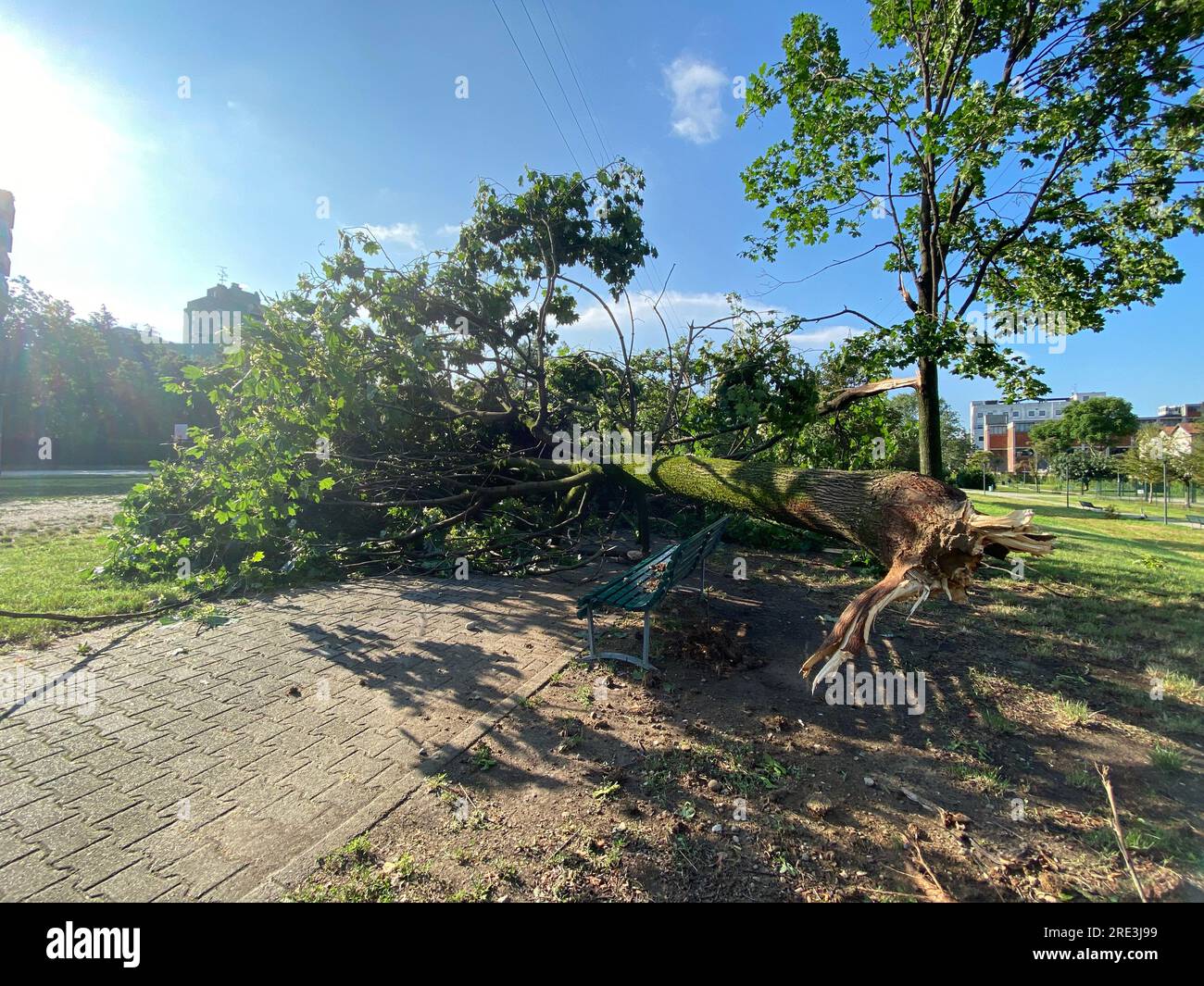 Milan, Italy - July 25, 2023: Street view of Milano, fallen trees and ...