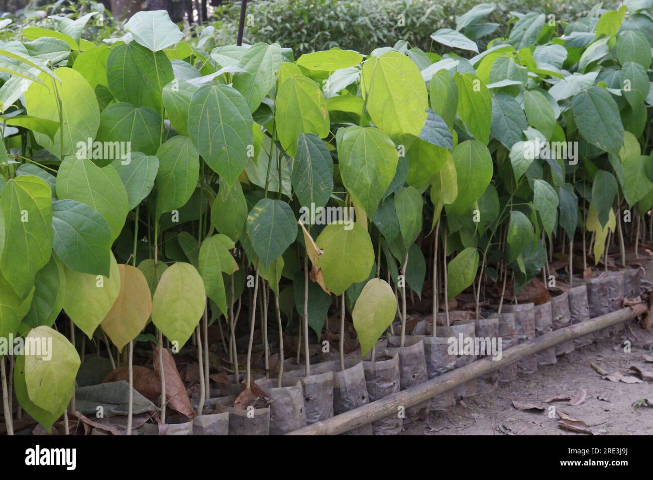 Pterygota alata tree plantation on farm for harvest are cash crops ...