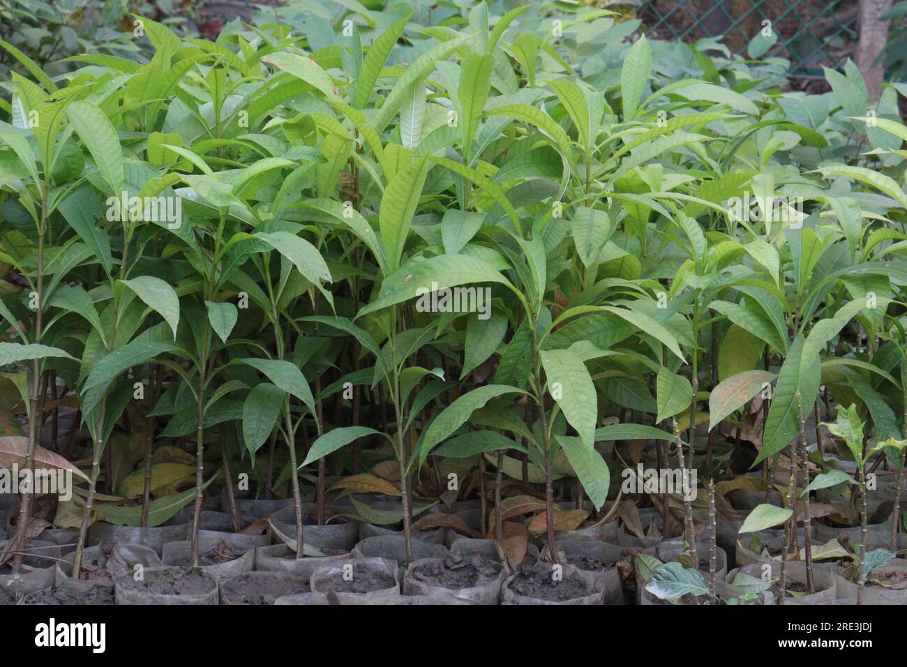 Magnolia Champaca tree plant on farm for harvest are cash crops Stock ...