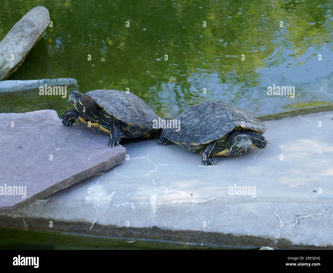 Beverly Hills, California, USA 28th August 2021 Turtles at Greystone ...