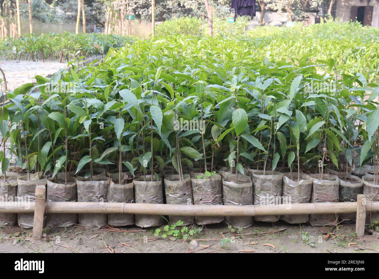 debdaru tree also commonly known by its Monoon longifolium on farm for ...