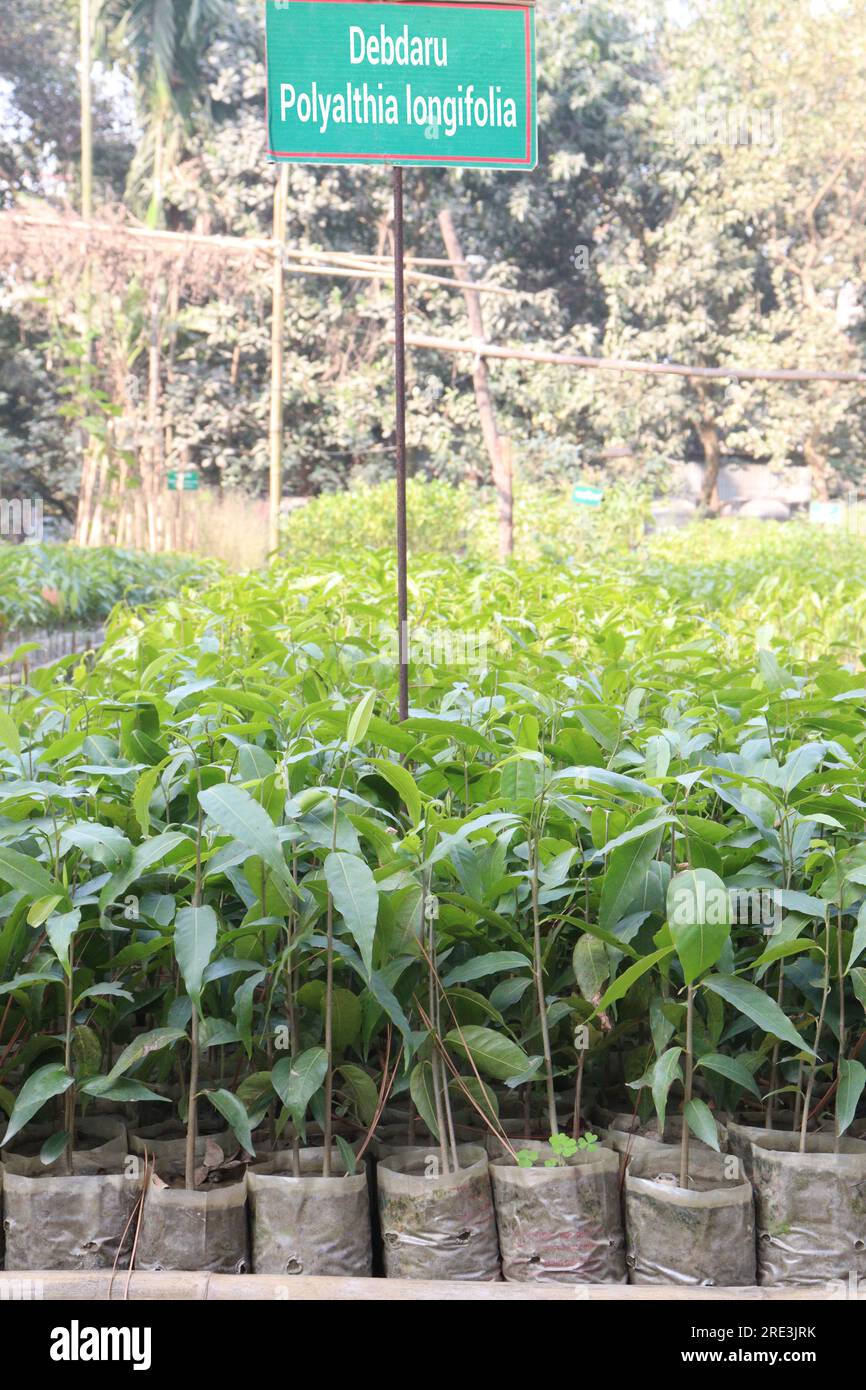 debdaru tree also commonly known by its Monoon longifolium on farm for ...