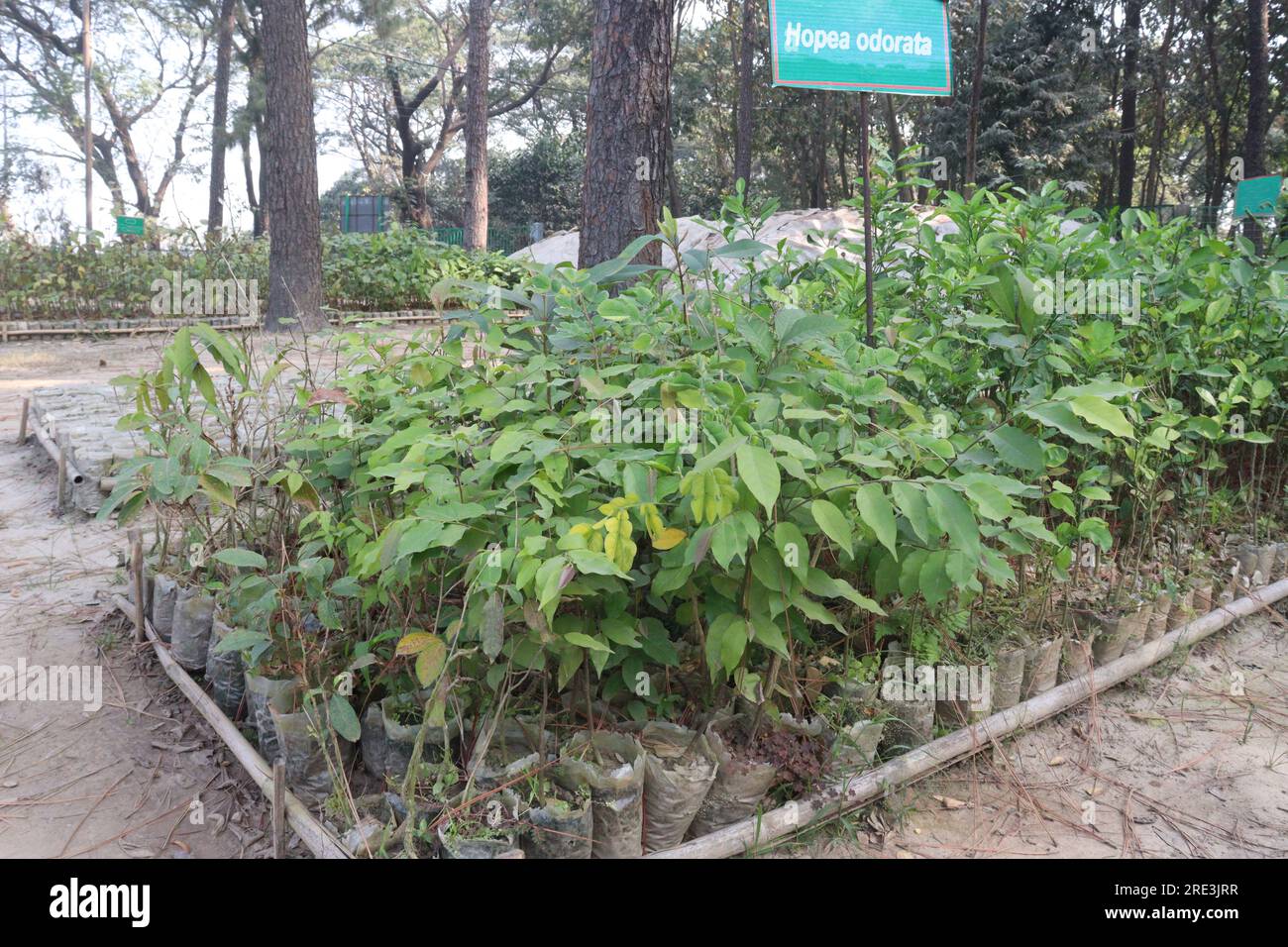 hopea odorata tree plant on farm for harvest are cash crops Stock Photo ...