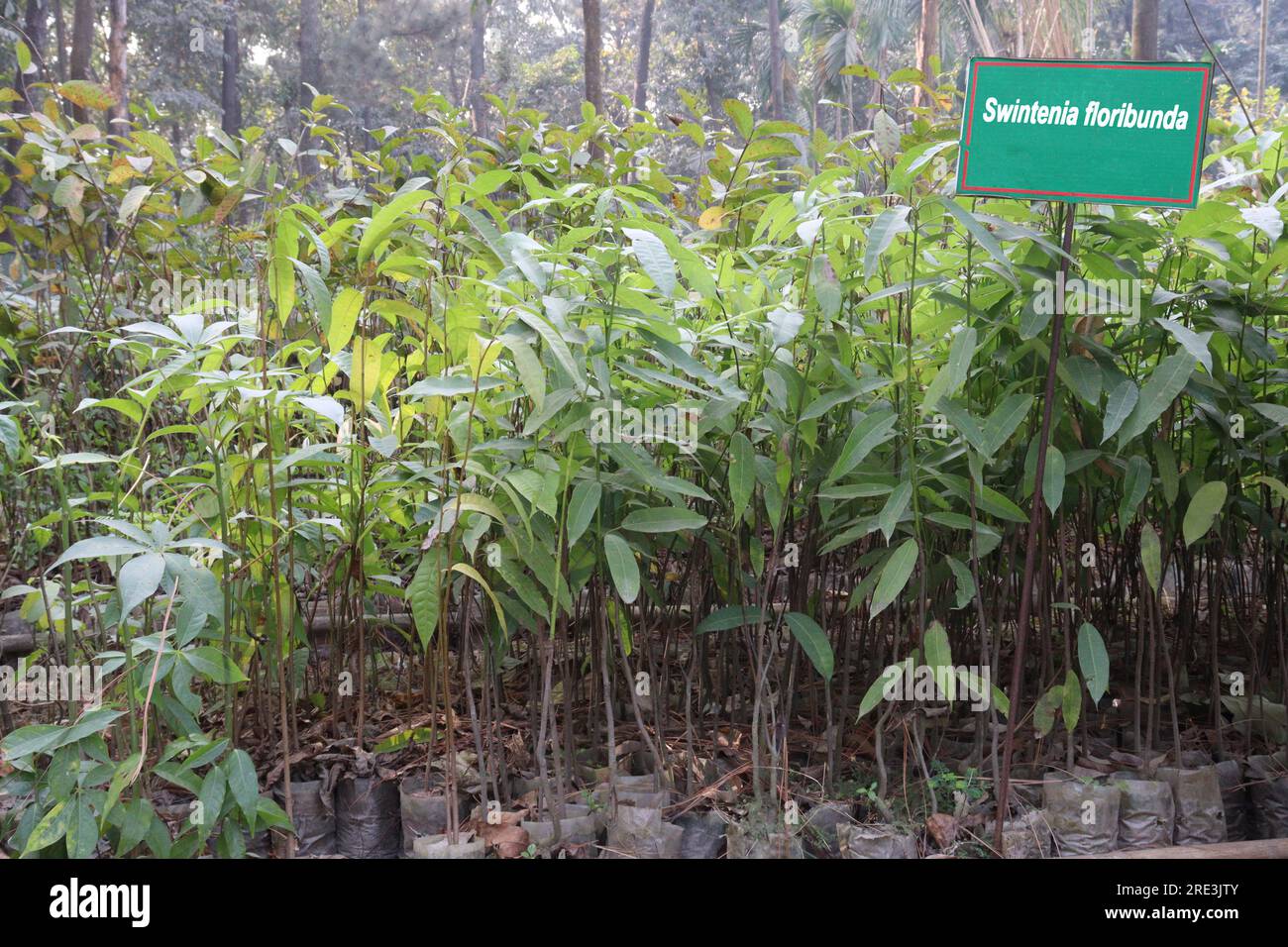swintenia floribunda tree plant on farm for harvest are cash crops ...