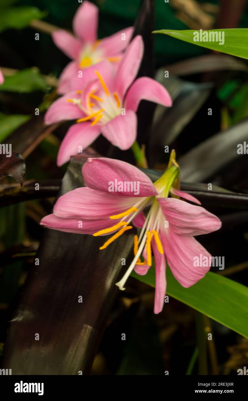 Storm Lilly, Zephyranthes minuta, pink flower, cultivated, Malanda ...
