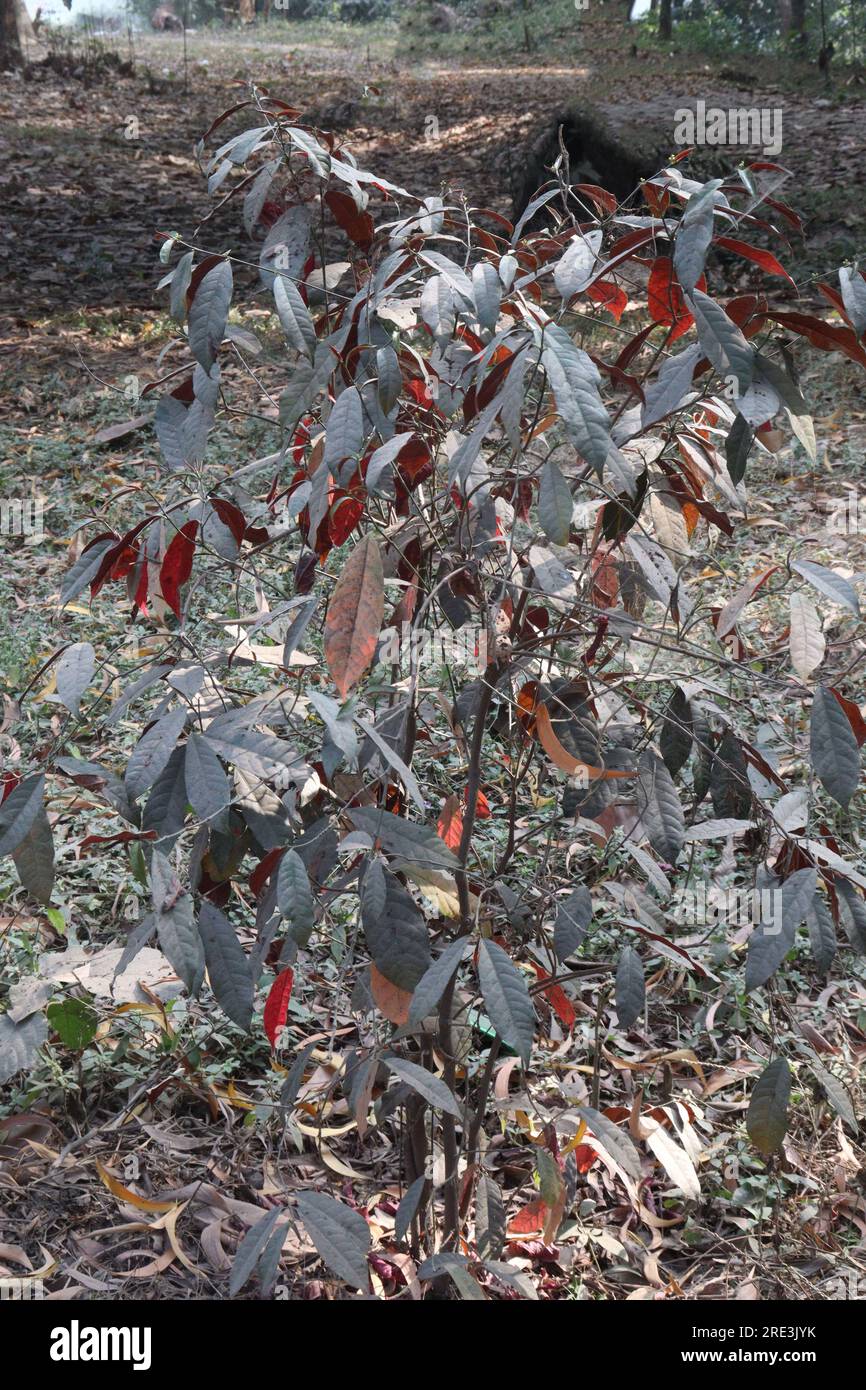 Alabama Croton tree plant on farm for harvest are cash crops Stock ...