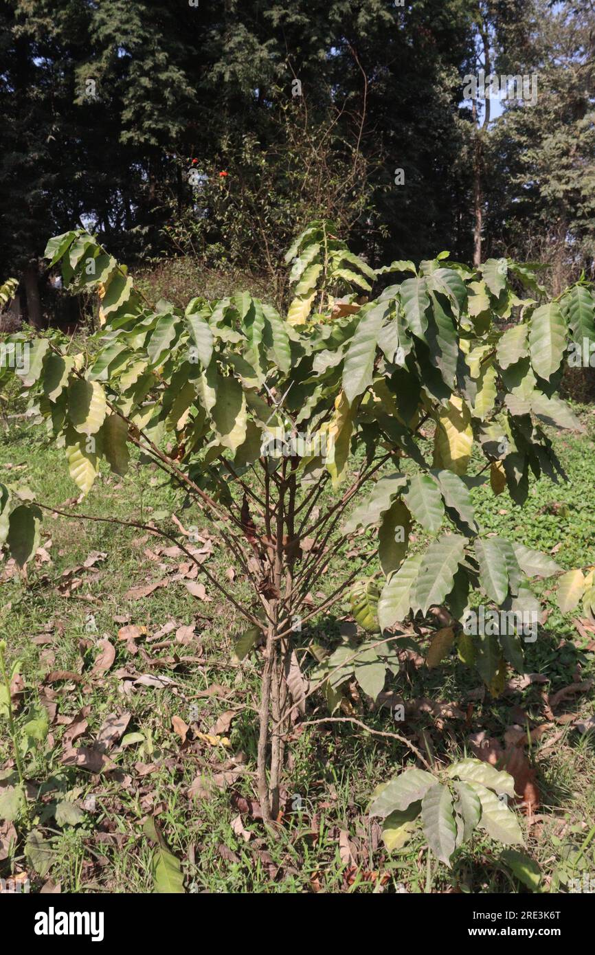 coffee tree plant on farm for harvest are cash crops Stock Photo - Alamy