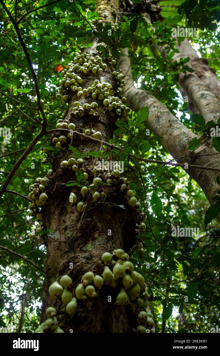 Phaleria clerodendron, scented daphne, scented phaleria, rosy apple ...