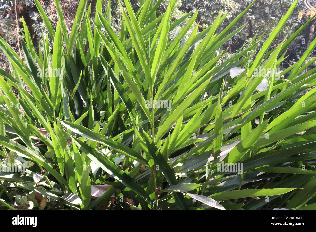 Ginger tree plant on farm for harvest are cash crops Stock Photo - Alamy