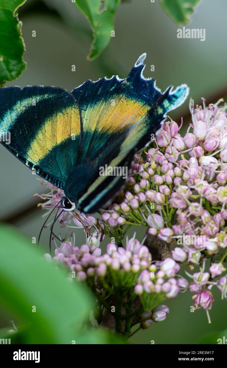 Zodiac Moth, Alcides metaurus, Day Flying Moth, North Queensland Day ...