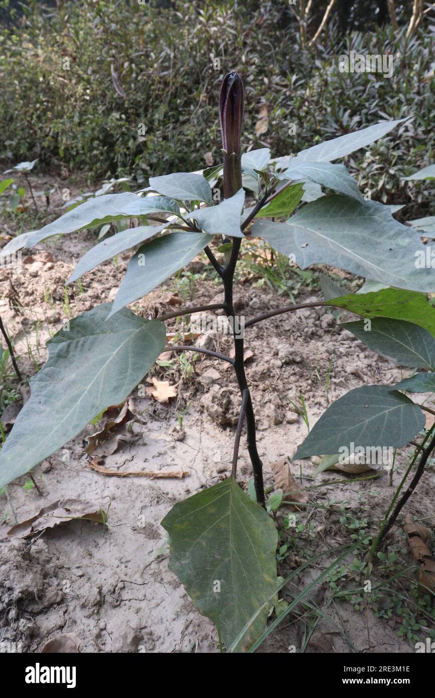 Datura metel tree plant on farm for medical need Stock Photo - Alamy