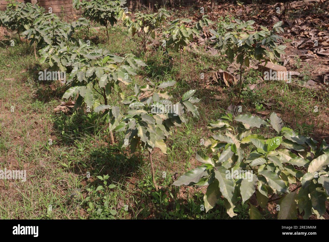 coffee tree plant on farm for harvest are cash crops Stock Photo - Alamy