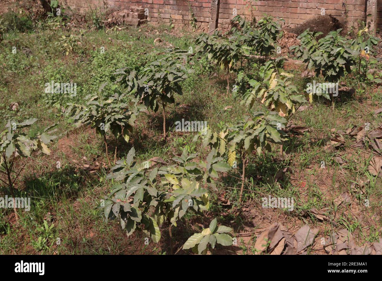 Cash Crops Coffee