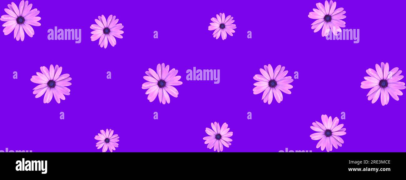 Floral pattern of pink African daisy flowers on purple header design ...