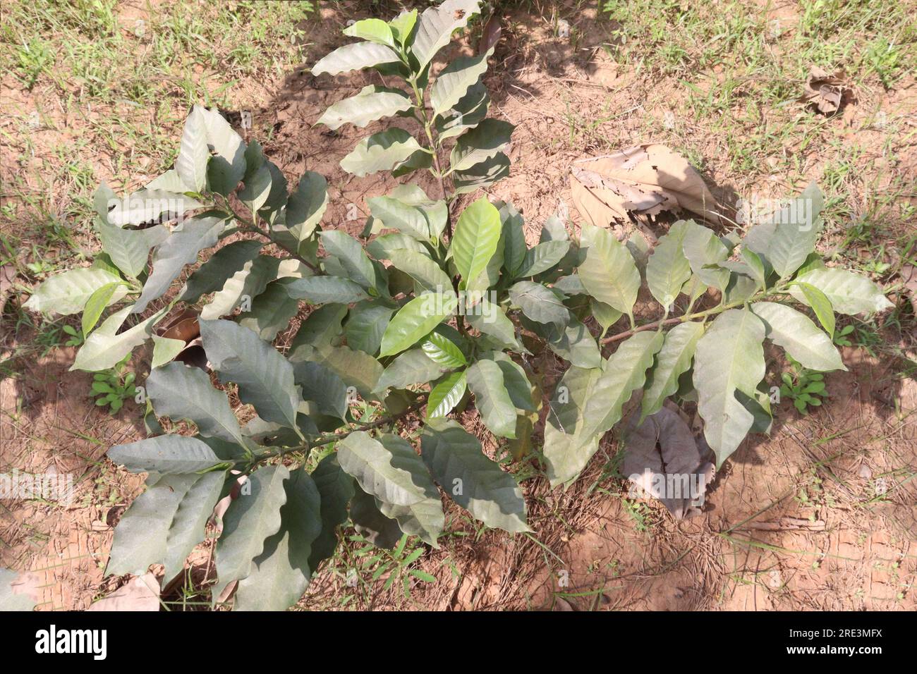 coffee tree plant on farm for harvest are cash crops Stock Photo - Alamy