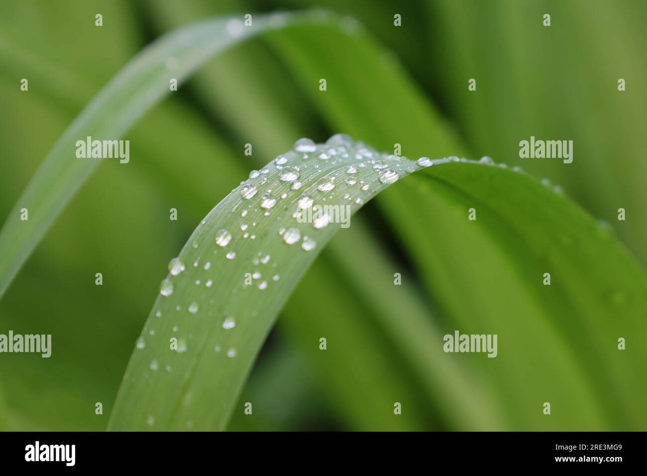 Rain falling on plants hi-res stock photography and images - Alamy
