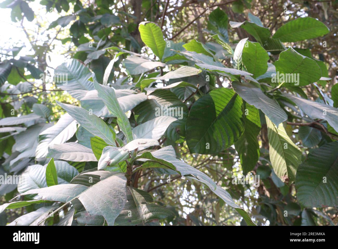 Magnolia caricifragrans tree plant on farm for harvest Stock Photo - Alamy