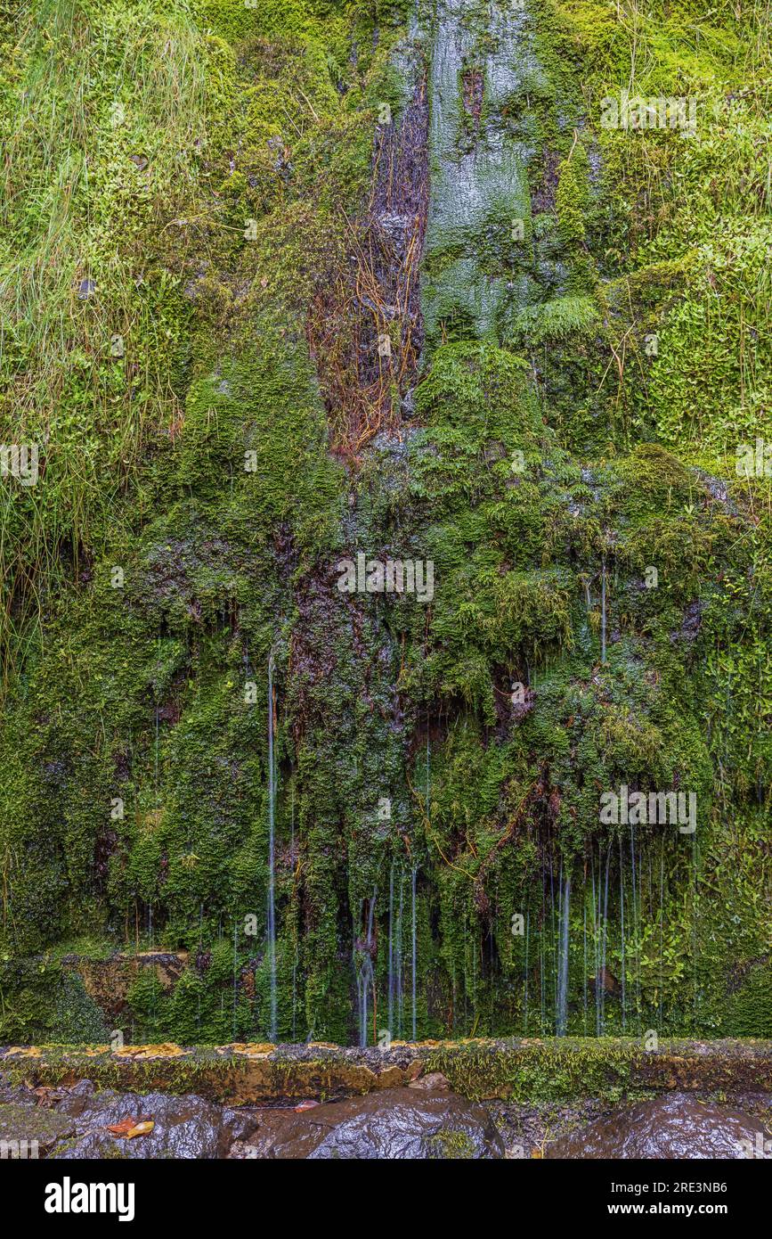 Water from the mountains dripping into the Levada do Furado one of the ...