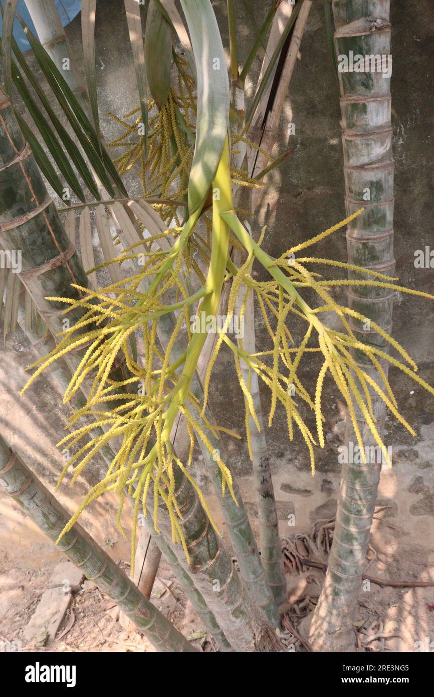 Areca Palm plant on garden for nice environment and nature Stock Photo ...