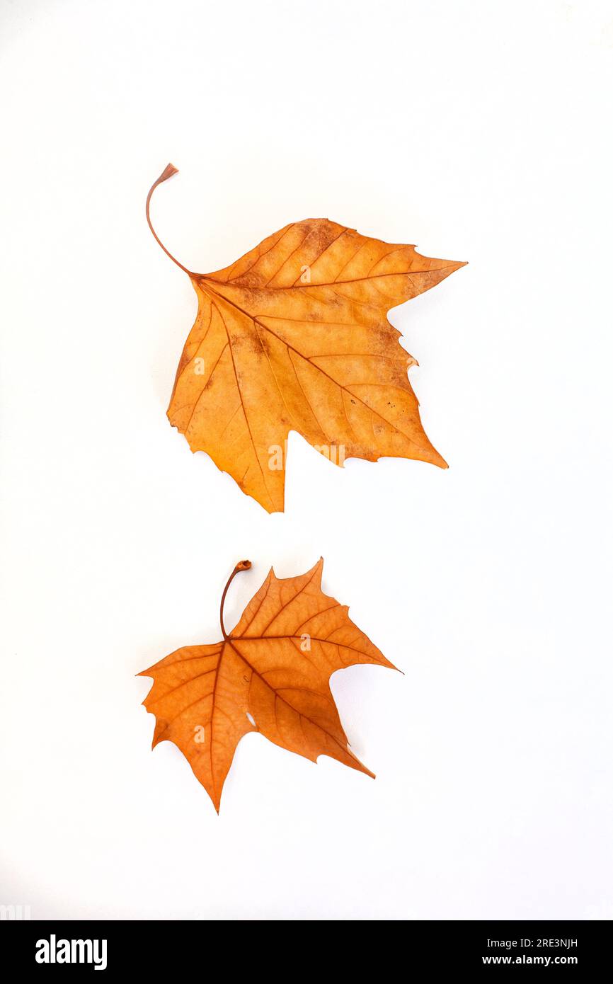 Beautiful Autumn leaves isolated on plain white Stock Photo - Alamy